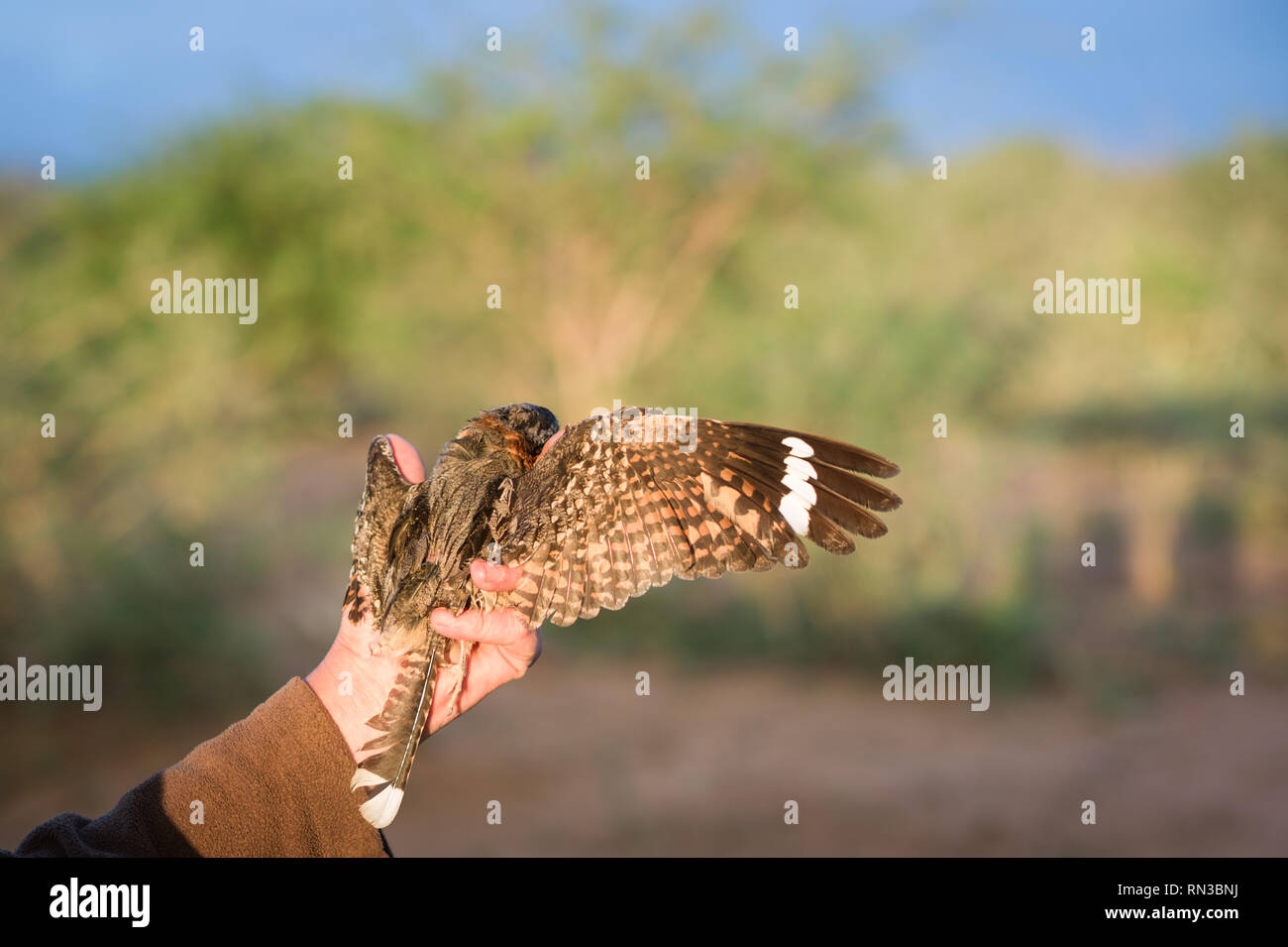 Nightjars hi-res stock photography and images - Alamy