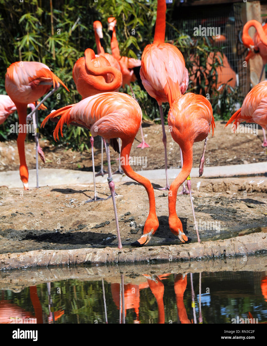 Two flamingo imitate each other. Both have heads down and necks bent at ...