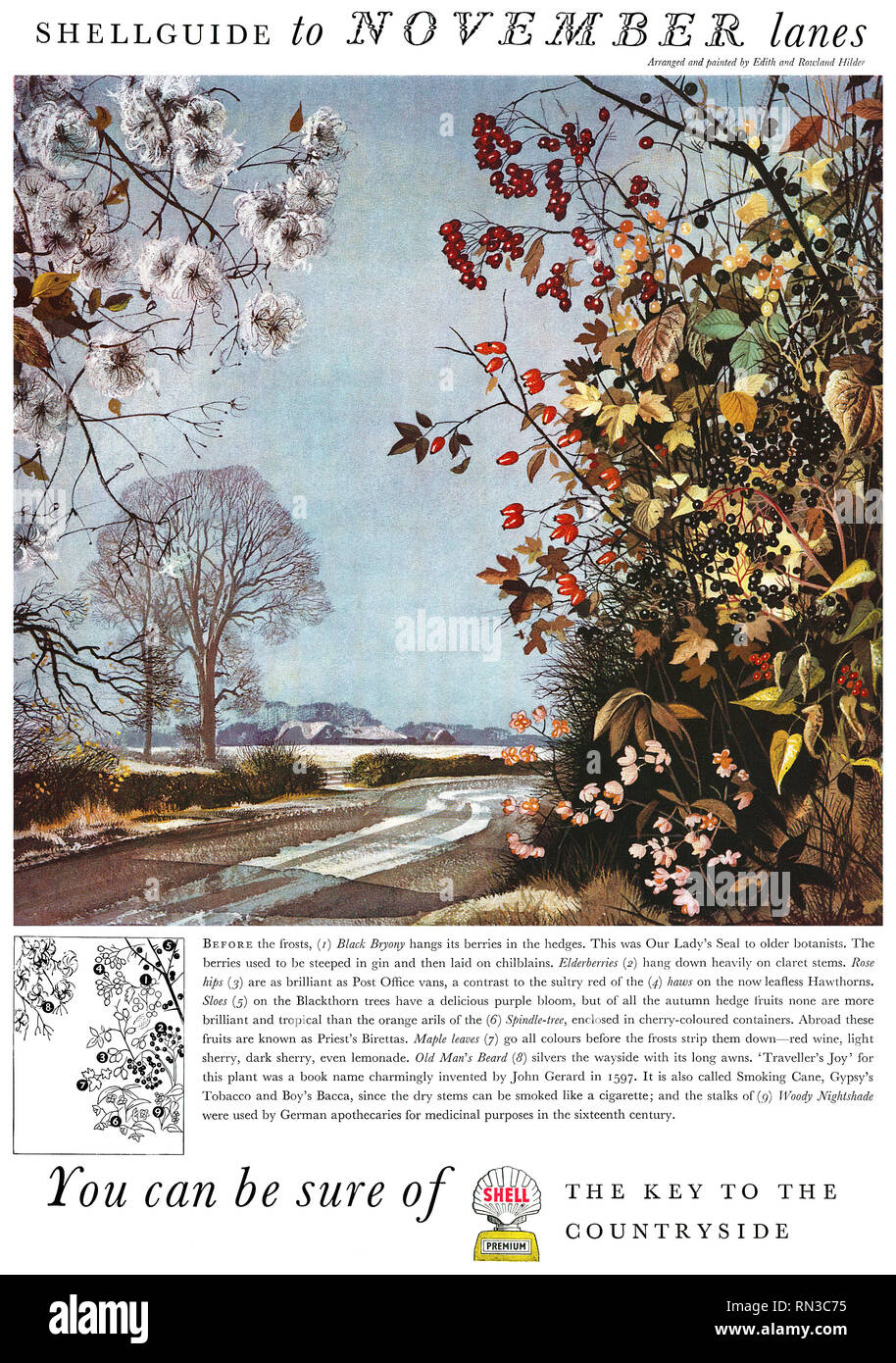 1954 British advertisement for Shell petroleum, illustrated by Edith ...