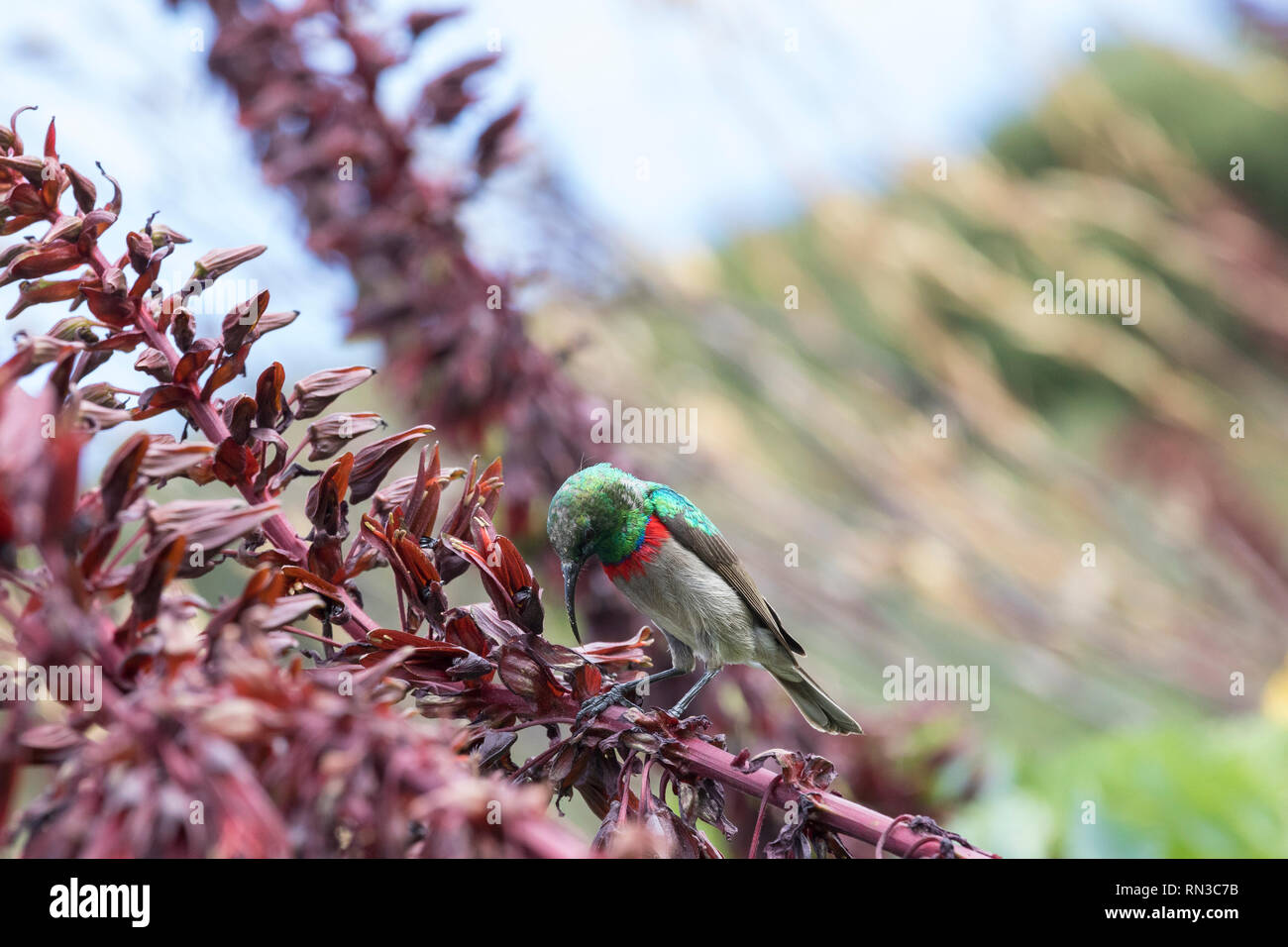 Male Lesser or Southern Double-collared Sunbird, Cinnyris chalybeus ...