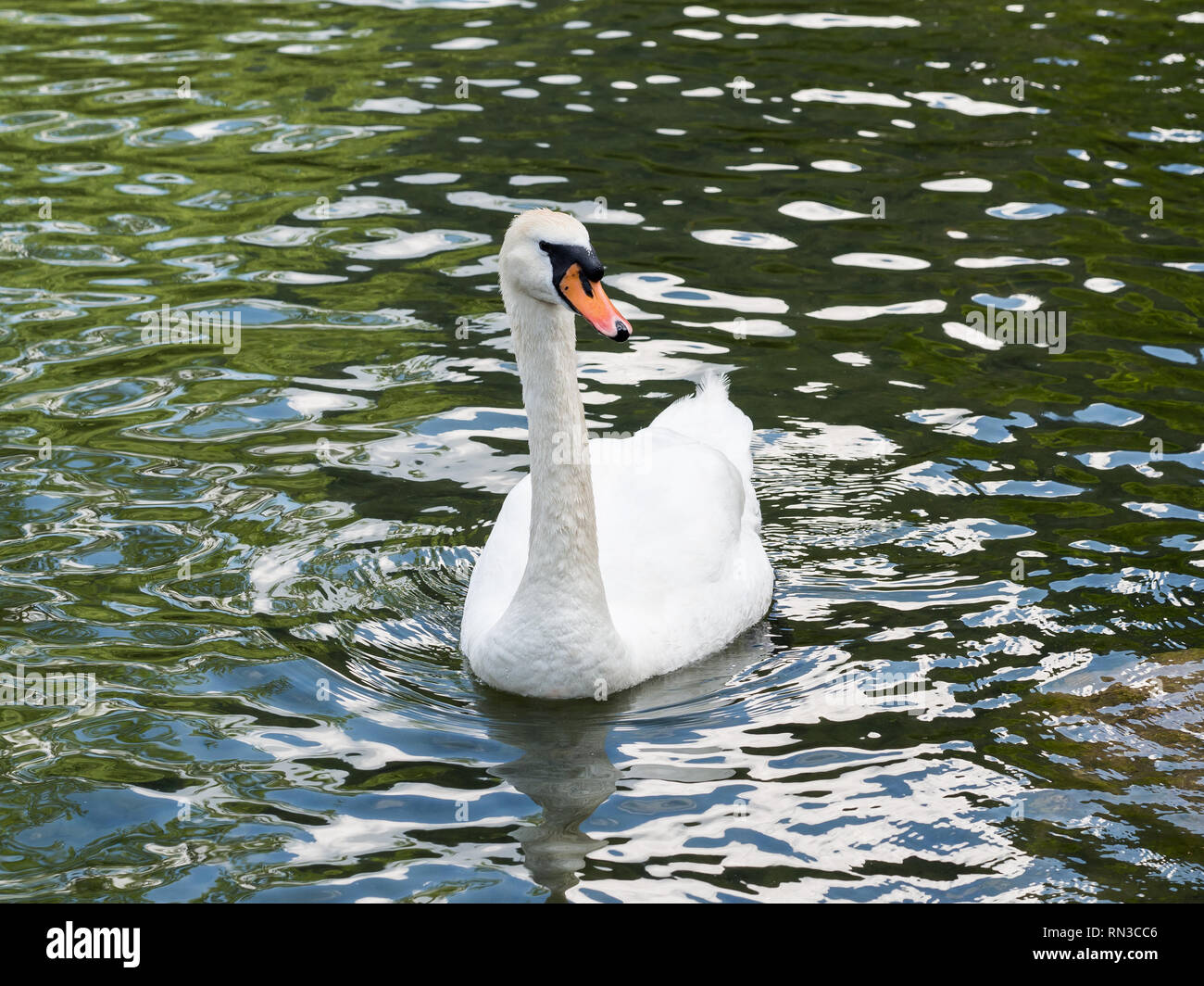 Tranquil lakeside scene swan hi-res stock photography and images - Alamy
