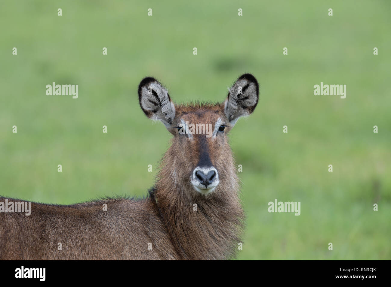 Bush buck hi-res stock photography and images - Alamy