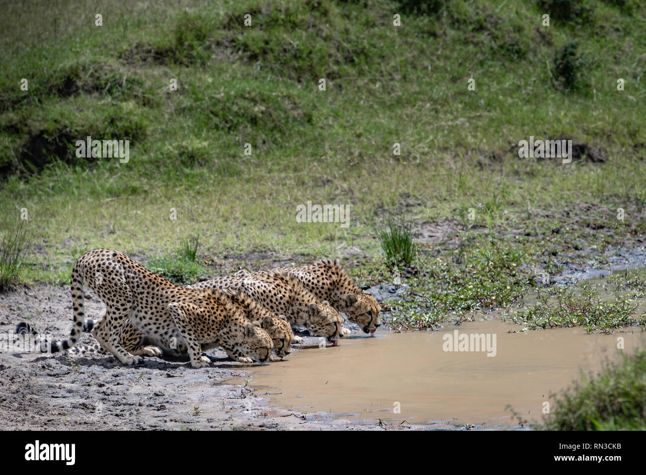 Cheetahs. The Five Musketeers Stock Photo - Alamy