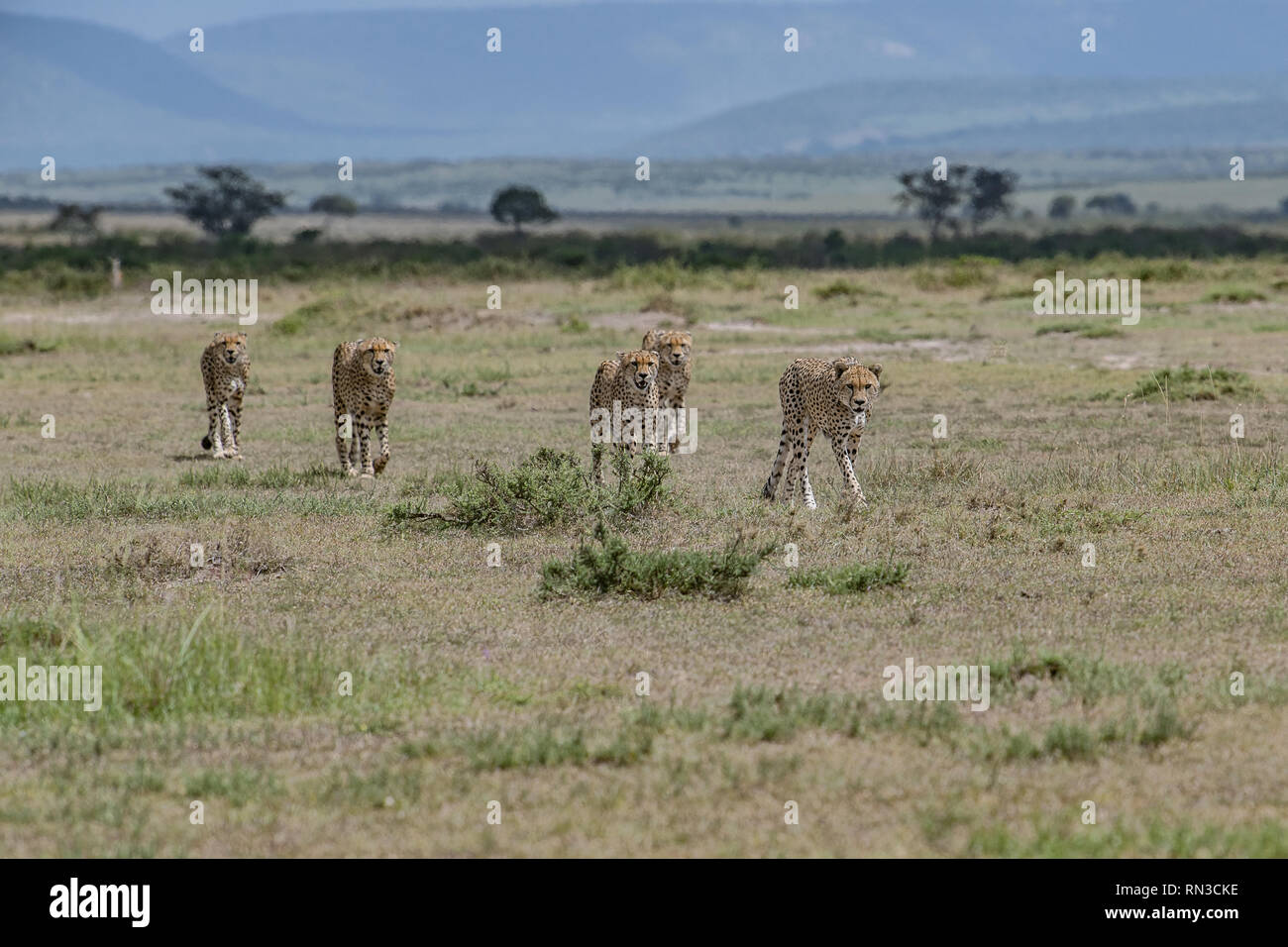 Five cheetahs of the mara hi-res stock photography and images - Alamy