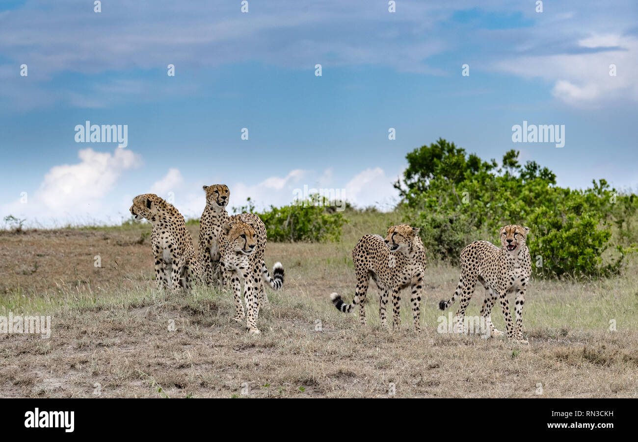 Cheetahs. The Five Musketeers Stock Photo - Alamy