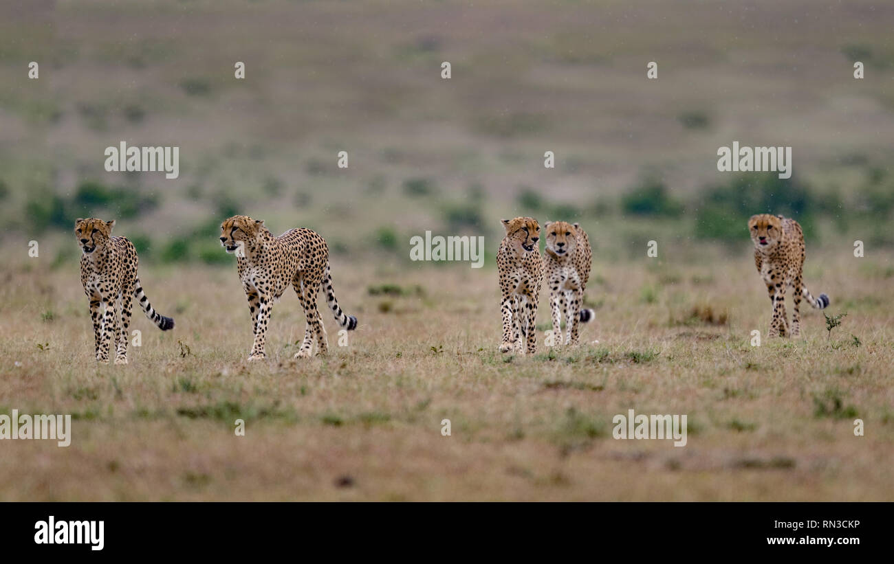 The five musketeers hi-res stock photography and images - Alamy