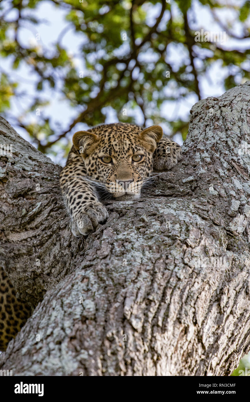 Ant hill india asia hi-res stock photography and images - Alamy