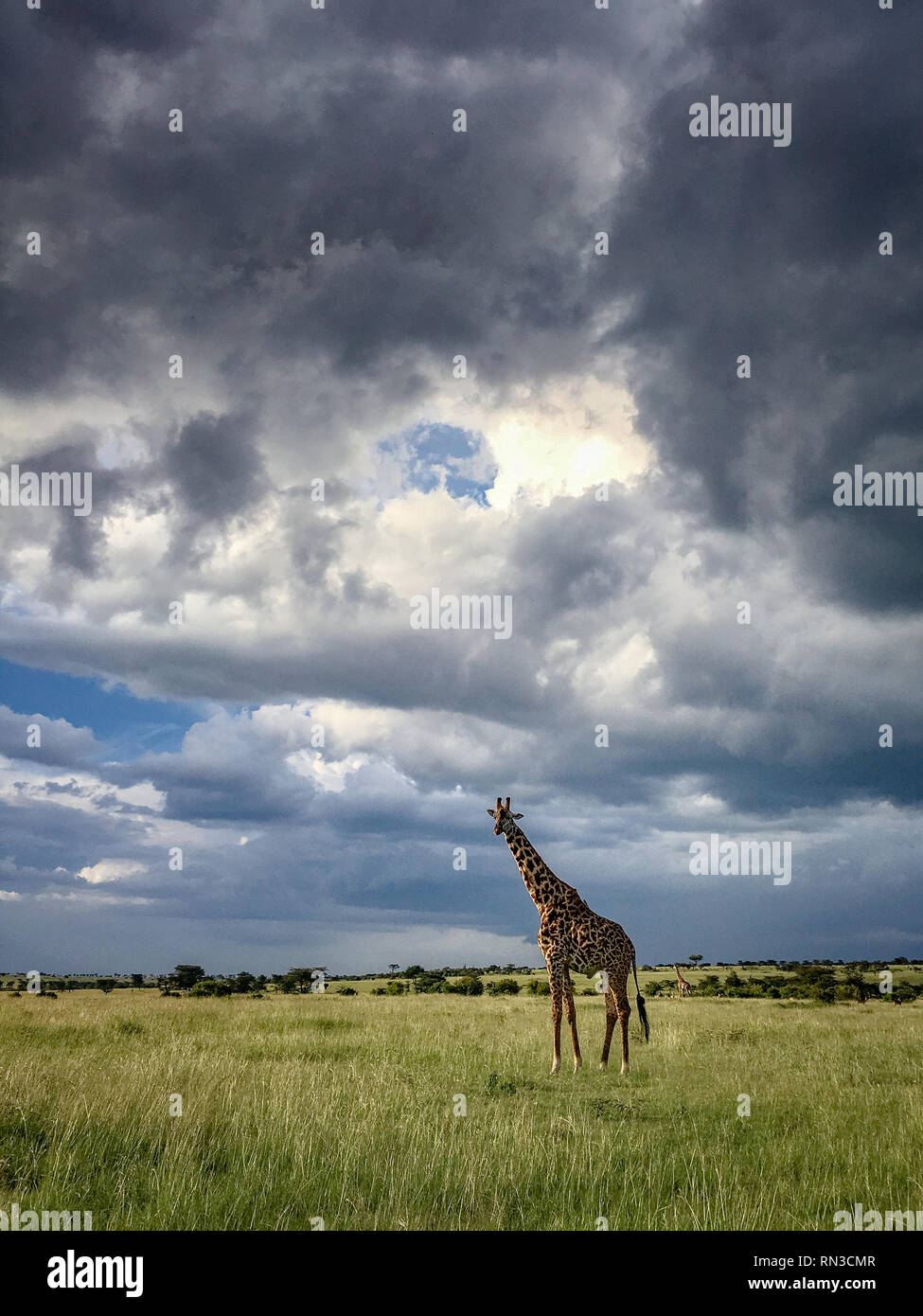 Africa south giraffe kenya hi-res stock photography and images - Alamy