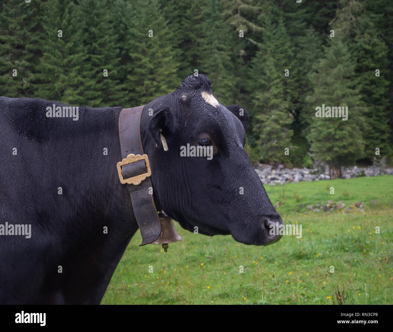 Common cowbell hi-res stock photography and images - Alamy