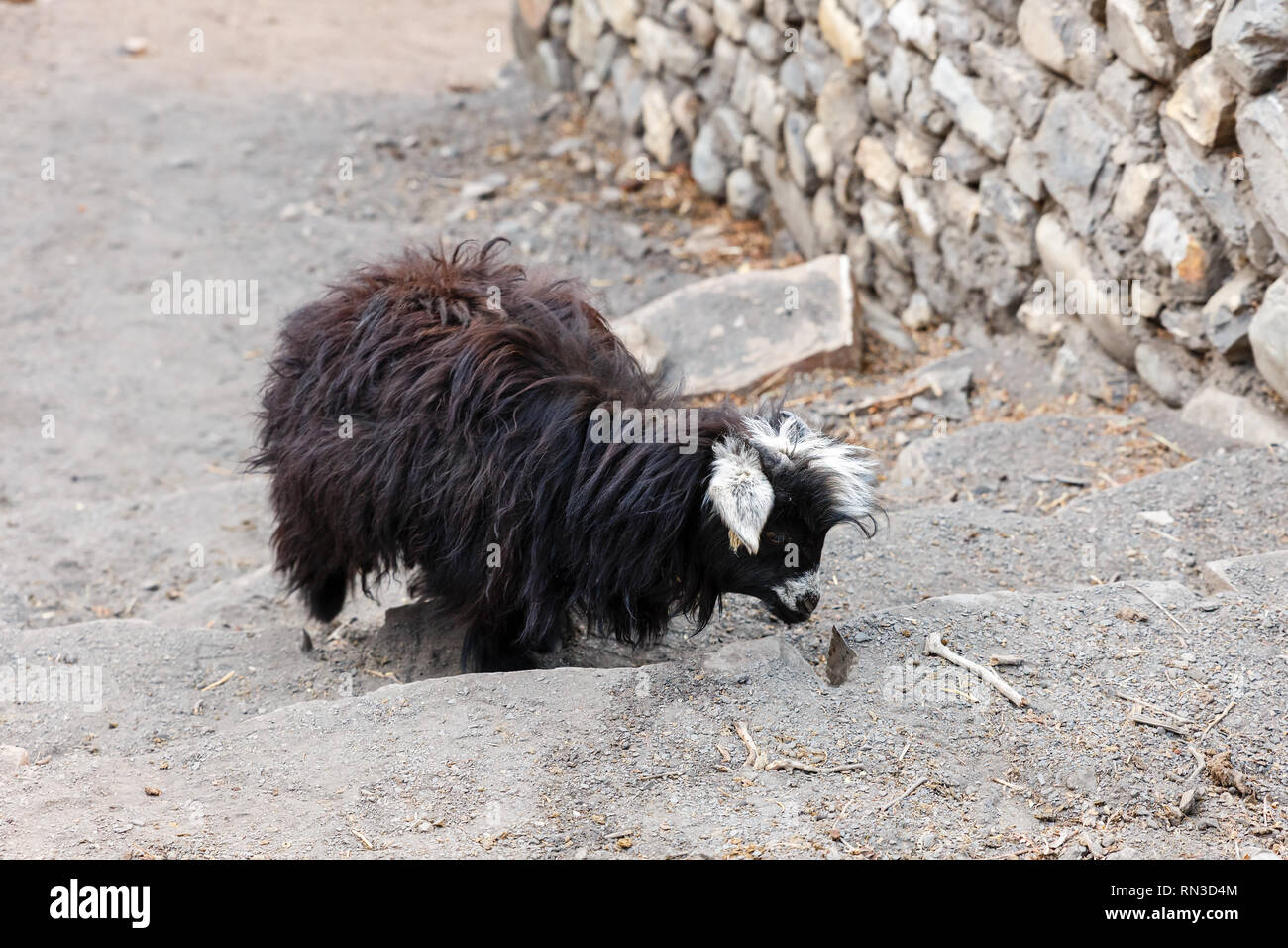 Black Goat High Resolution Stock Photography and Images - Alamy