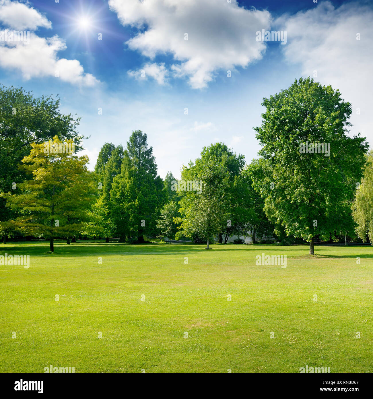 Bright summer sunny day in park with green grass and trees. Space for ...