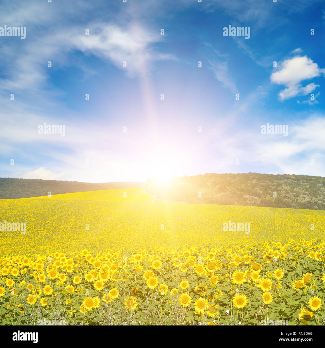 Beautiful field sunflowers sunset view hi-res stock photography and ...