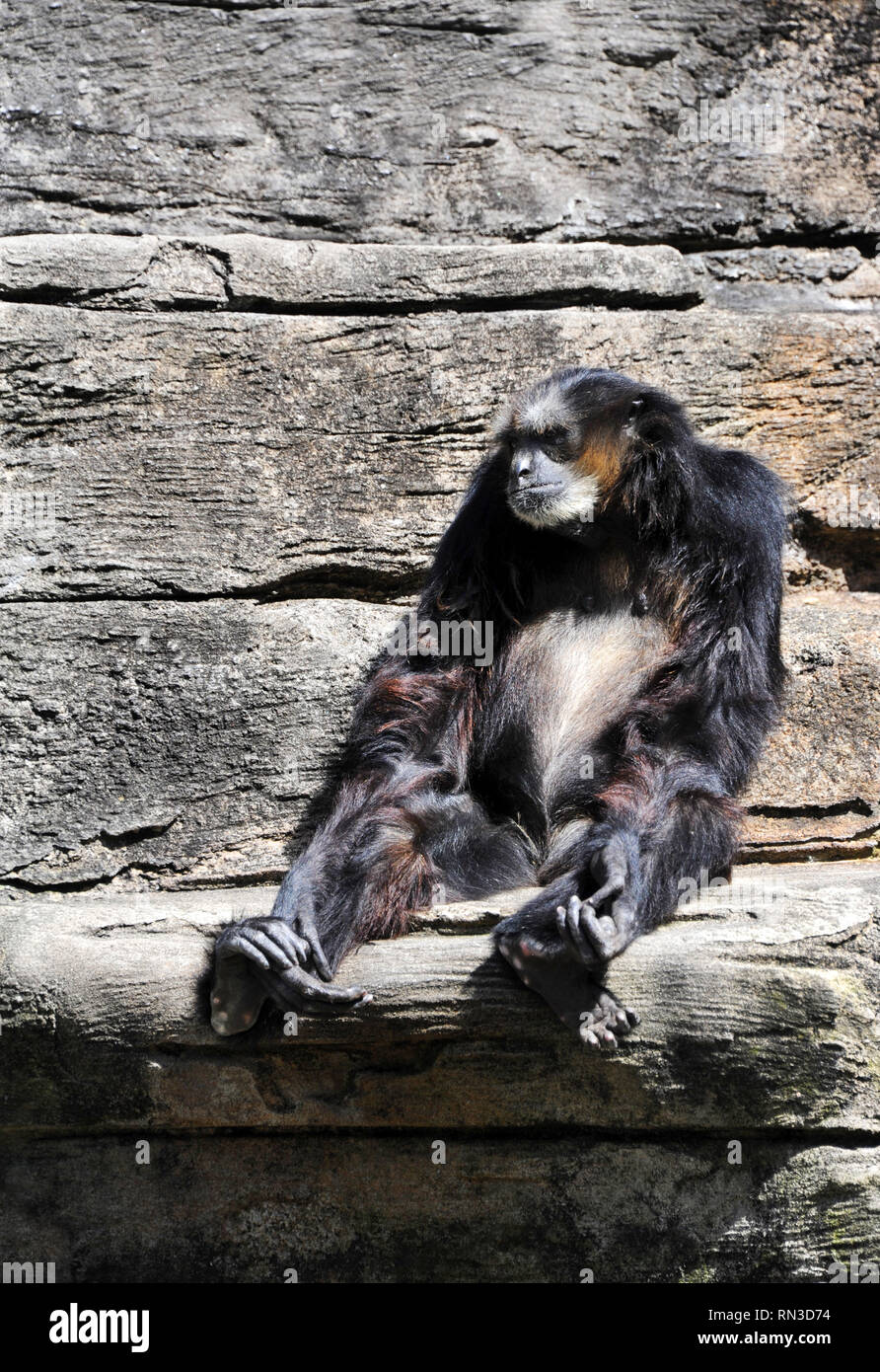Rocky enclosure hi-res stock photography and images - Alamy