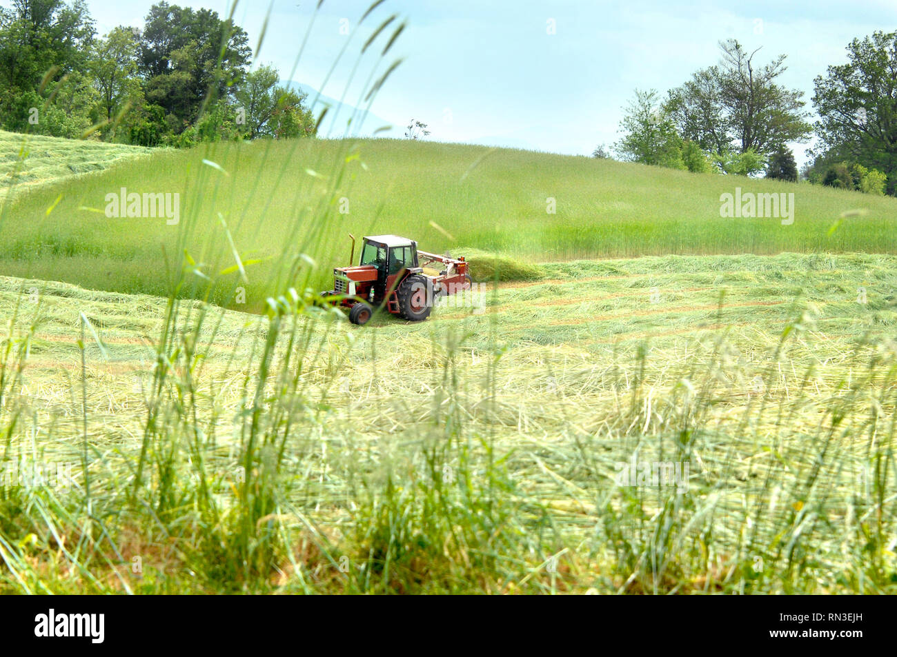 Tennessee farmer travels across field in a red tractor cutting hay. Hay ...