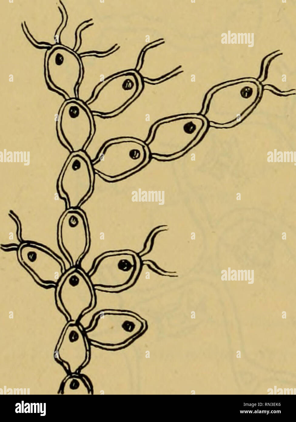 Freshwater Polype High Resolution Stock Photography and Images - Alamy