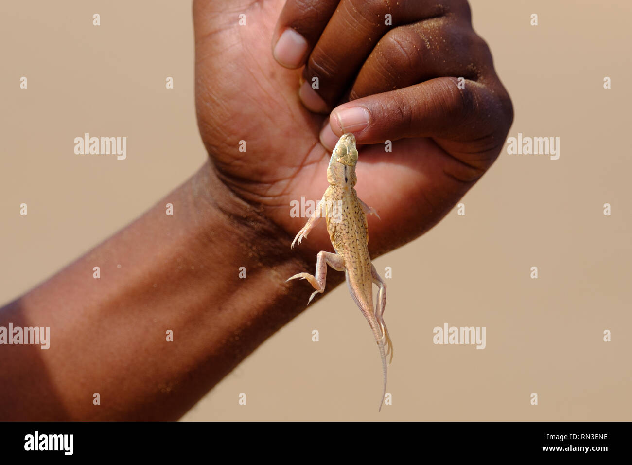 A Shovel-Snouted Lizard holding on to the finger of a safari guide ...