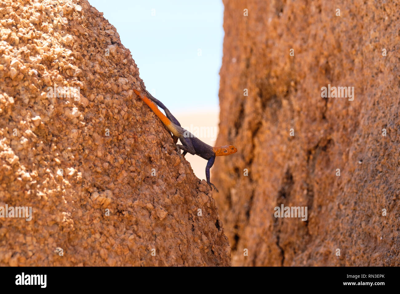 A red headed Agama lizard in Spitzkoppe Nature Reserve in Namibia Stock ...