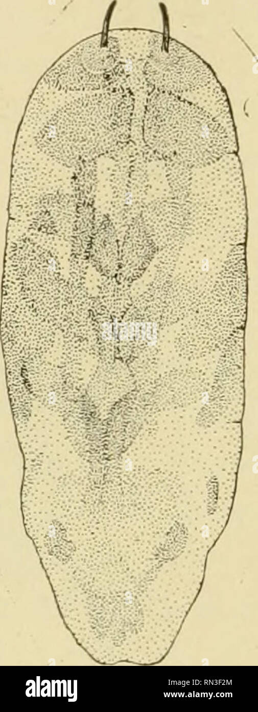 Anagrus hi-res stock photography and images - Alamy