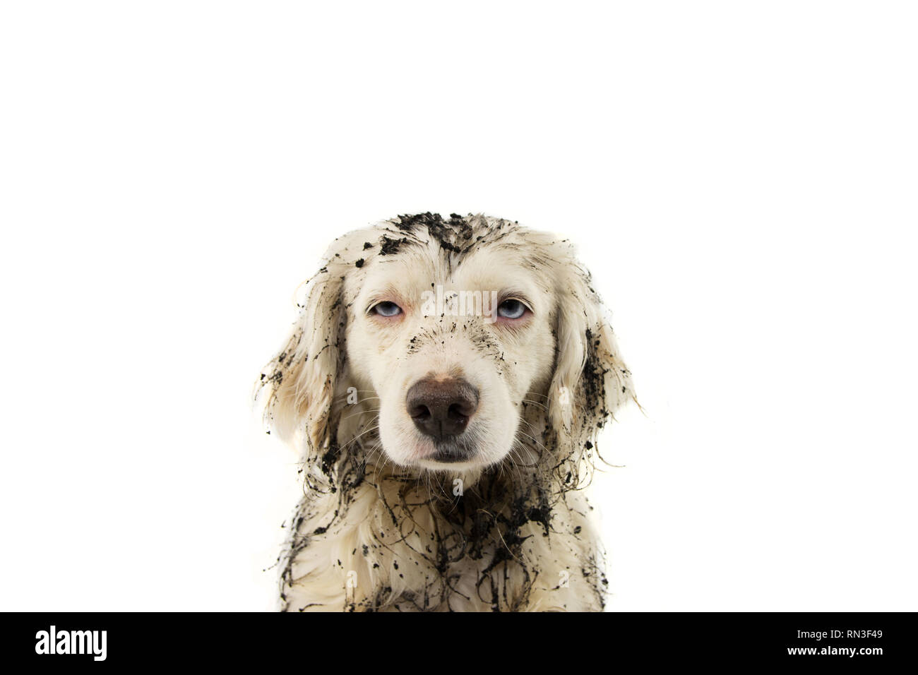 DIRTY DOG FACE. PUPPY AFTER PLAY INA MUD PUDDLE. ISOLATED SHOT ON WHITE ...