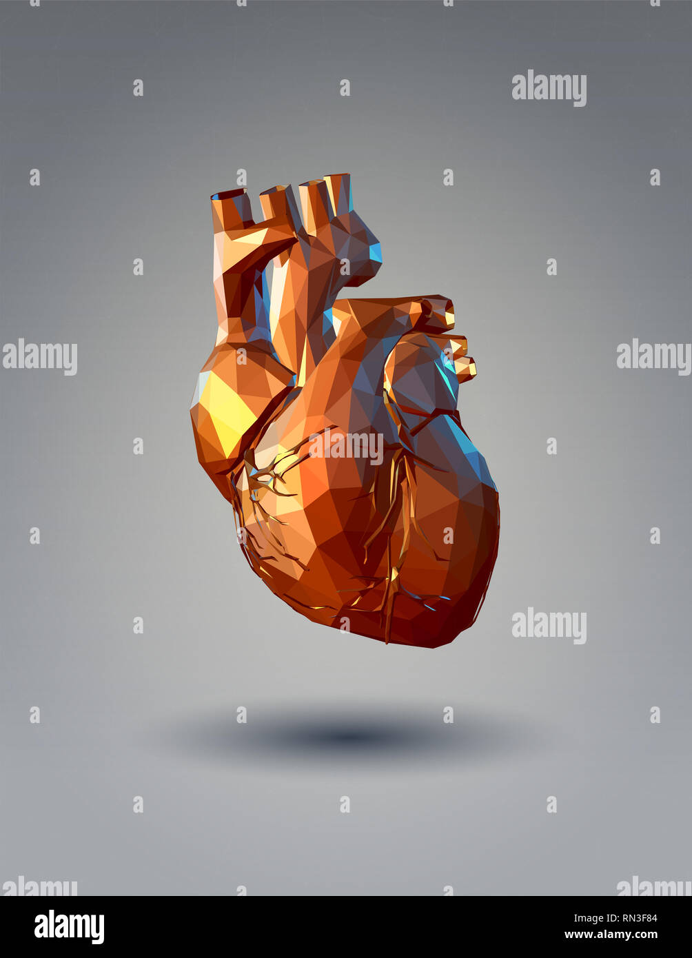 Simplified human anatomy hi-res stock photography and images - Alamy