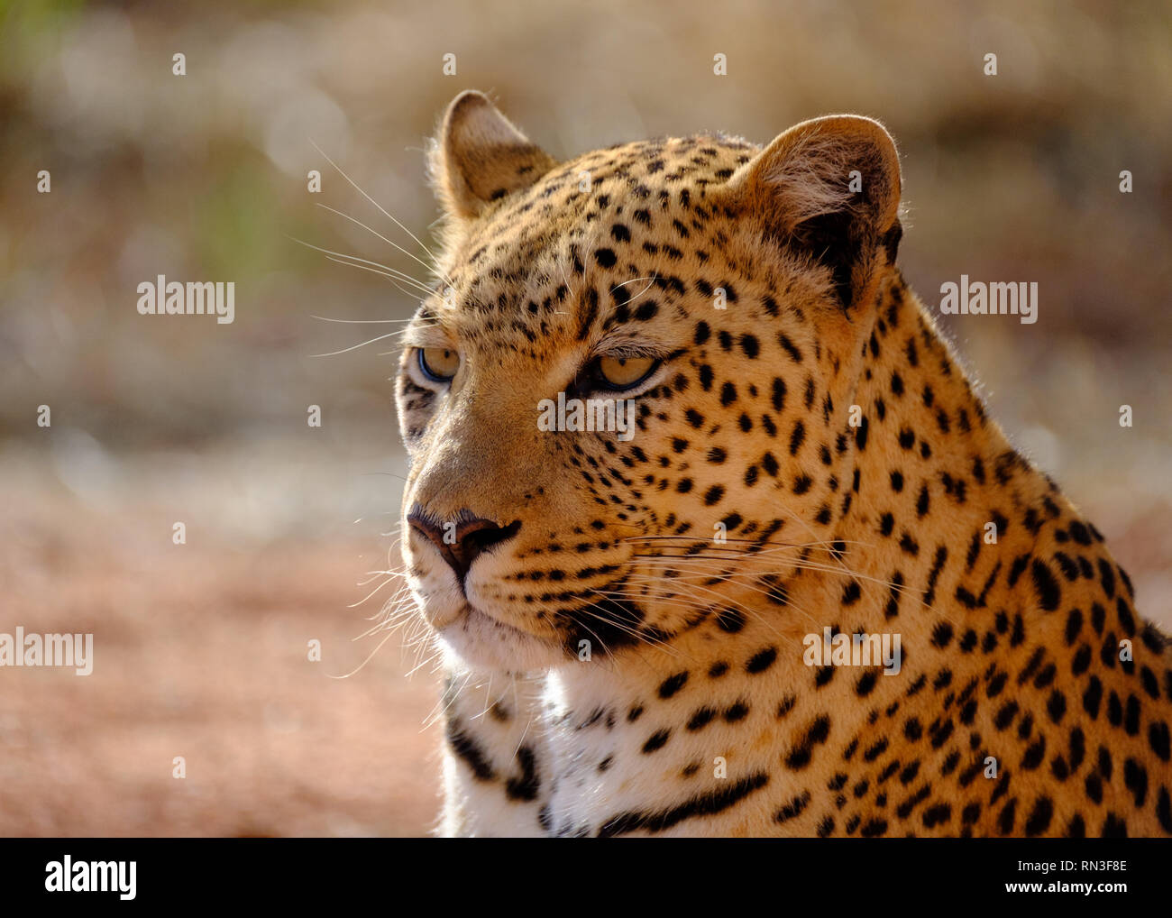A leopard at the Africat Foundation, Okonjima Nature Reserve, Namibia ...