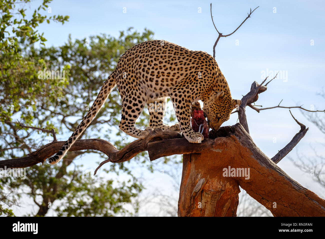 A leopard at the Africat Foundation, Okonjima Nature Reserve, Namibia ...