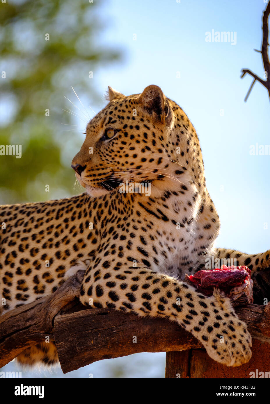 A leopard at the Africat Foundation, Okonjima Nature Reserve, Namibia ...