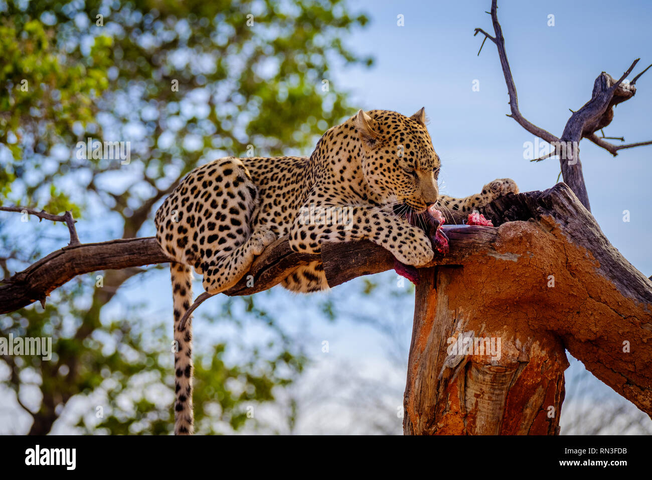 A leopard at the Africat Foundation, Okonjima Nature Reserve, Namibia ...