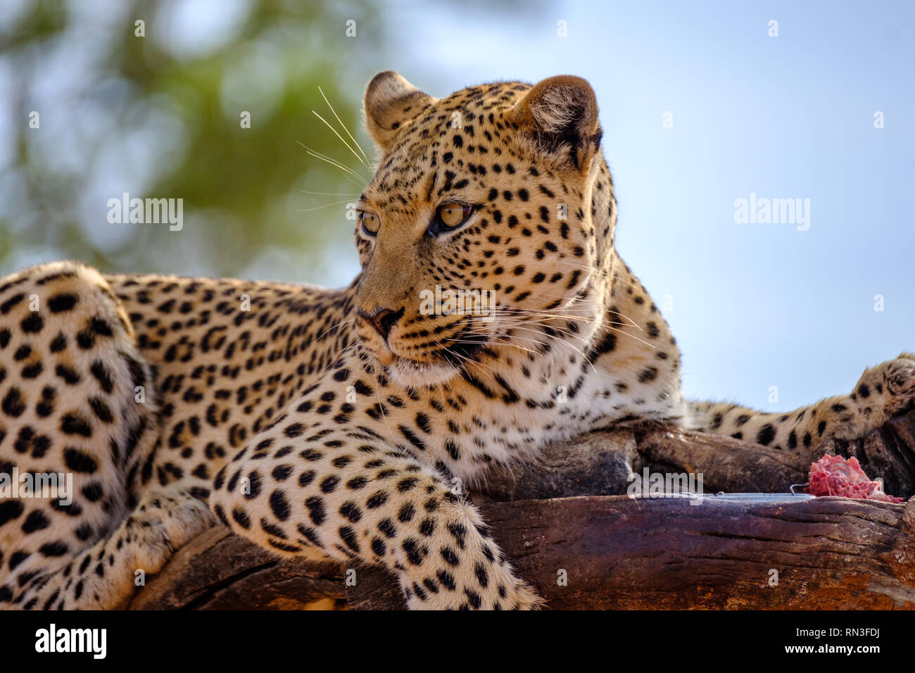 A leopard at the Africat Foundation, Okonjima Nature Reserve, Namibia ...