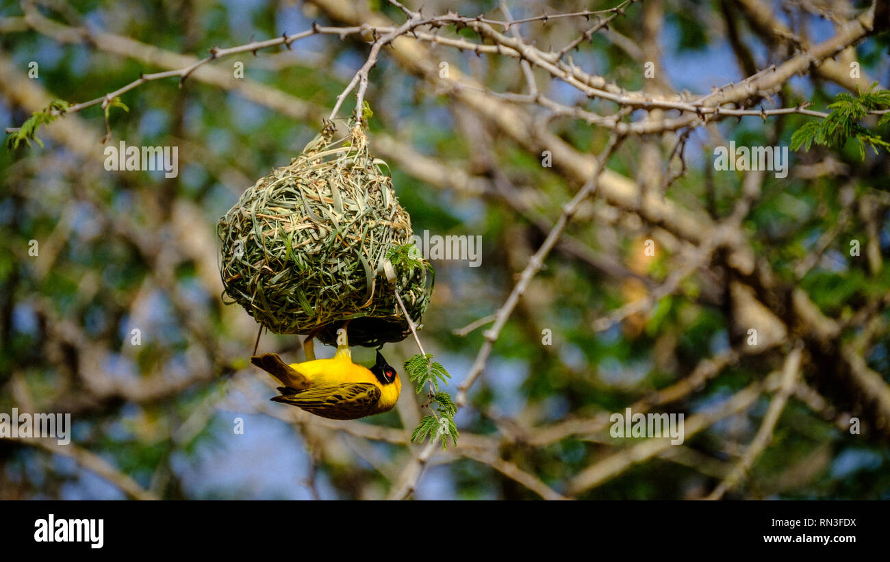 A weaver bird building a nest Stock Photo - Alamy
