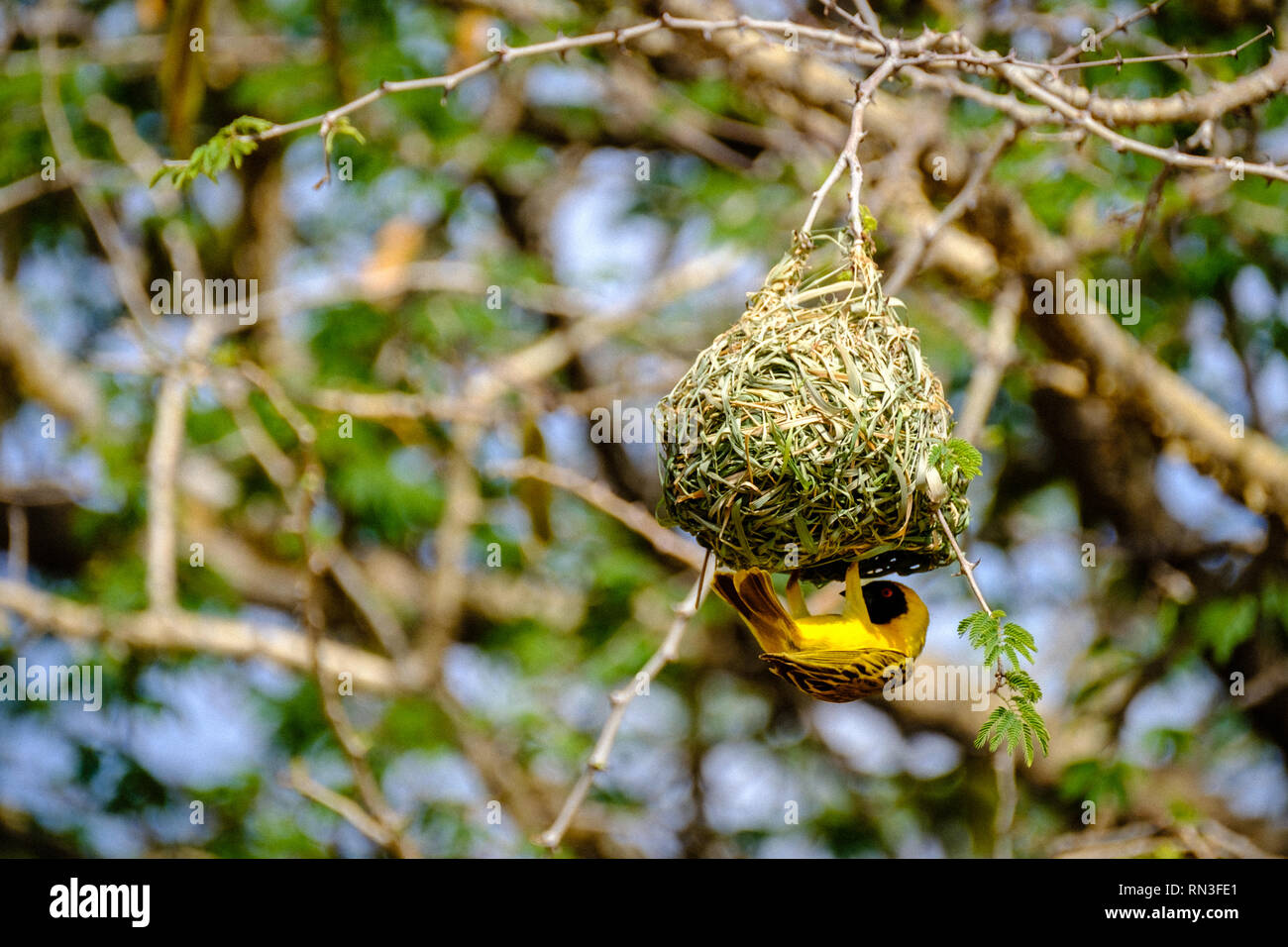 A weaver bird building a nest Stock Photo - Alamy