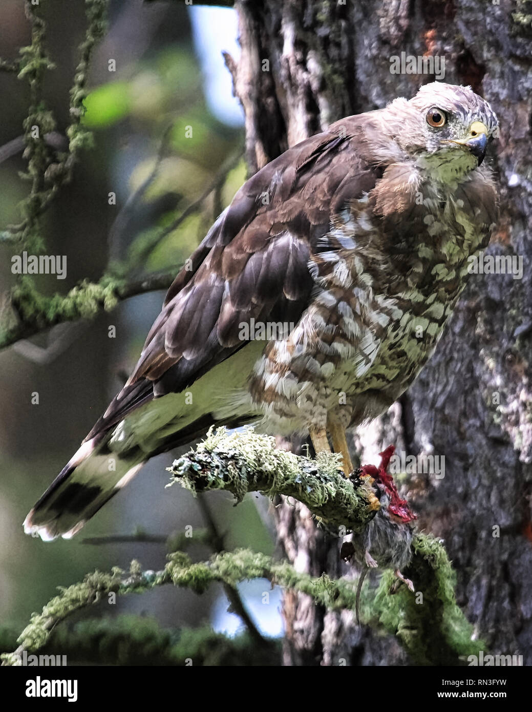 A broad-winged Hawk sits on a branch with a mouse in its talons Stock ...