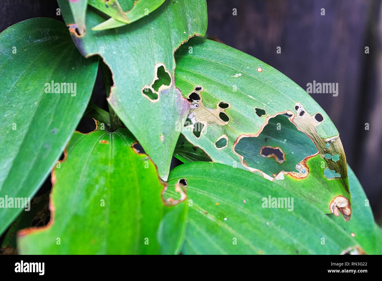 Insect damage leaves hi-res stock photography and images - Alamy