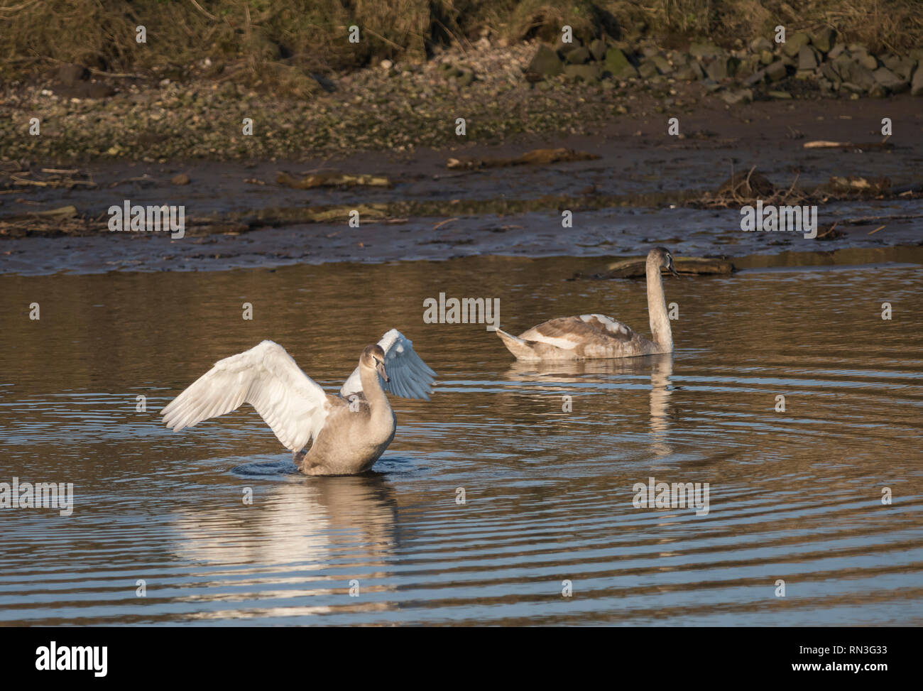 Mute swan cygnet spreading it’s wings whilst swimming with sibling ...
