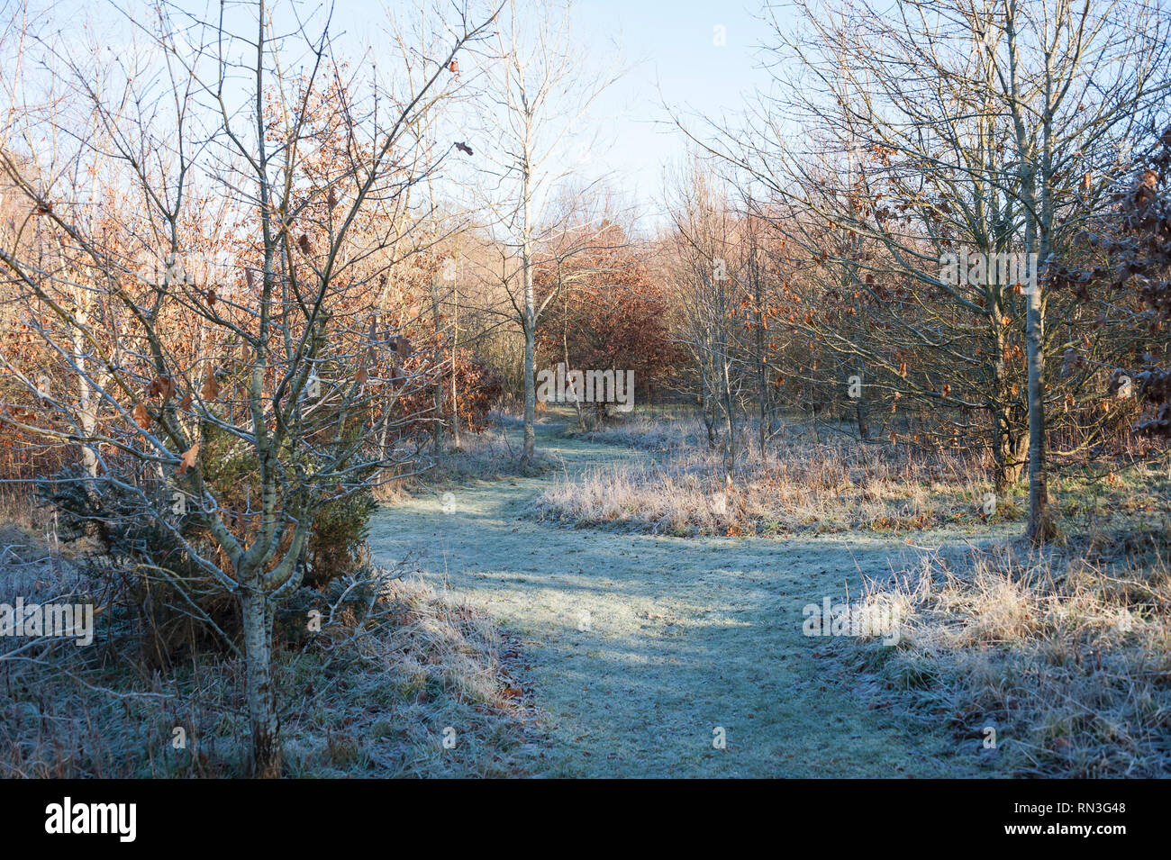 Frosty forest path in afternoon sunlight Stock Photo - Alamy