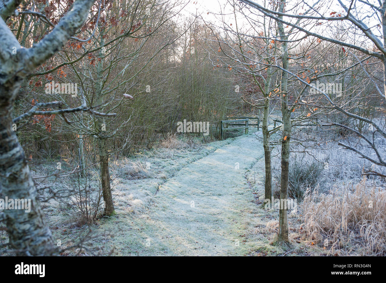Frosty forest path in afternoon sunlight Stock Photo - Alamy