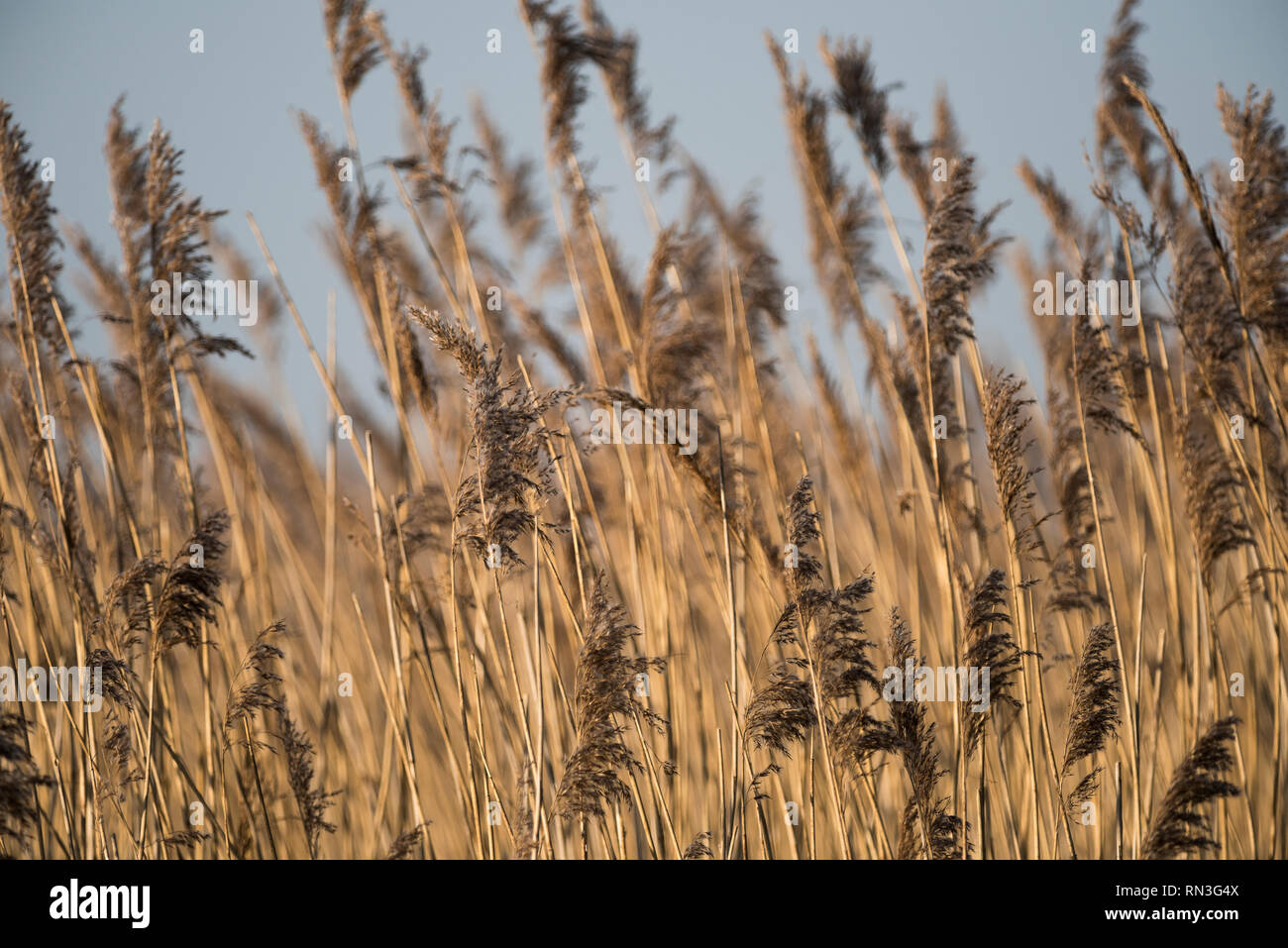 Reed sheaves hi-res stock photography and images - Alamy