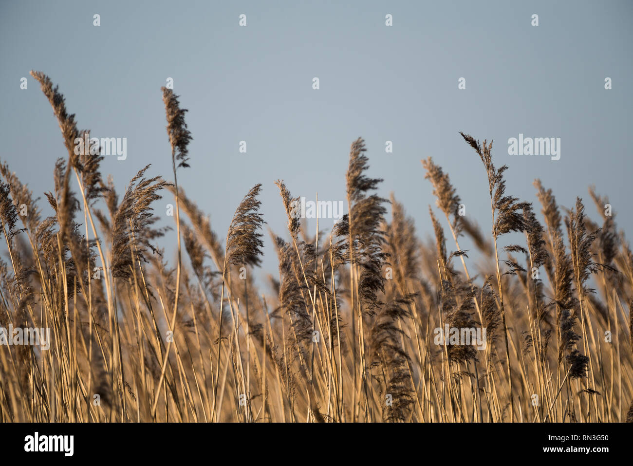 Reed sheaves hi-res stock photography and images - Alamy