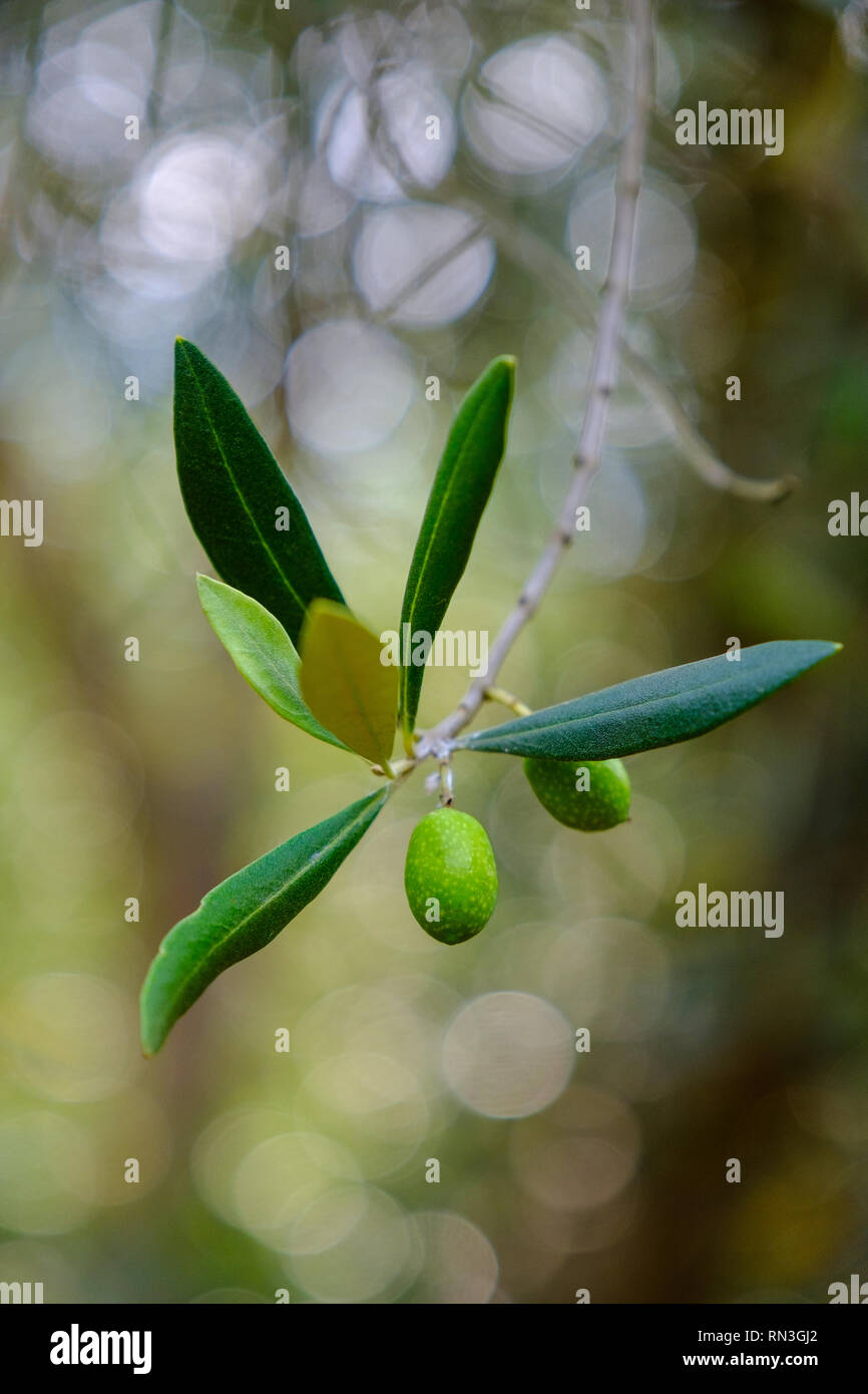 African olive olea europaea hi-res stock photography and images - Alamy
