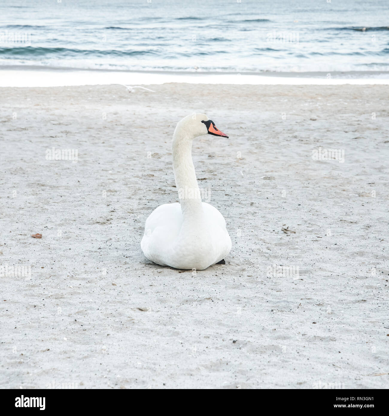 Swan, beach and water Stock Photo - Alamy