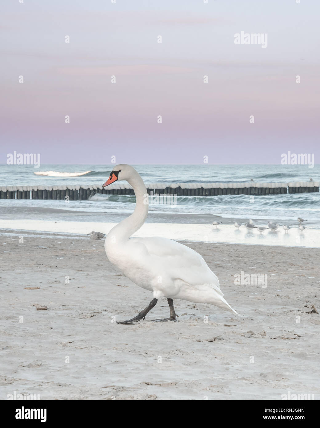 Swan, beach and water Stock Photo - Alamy