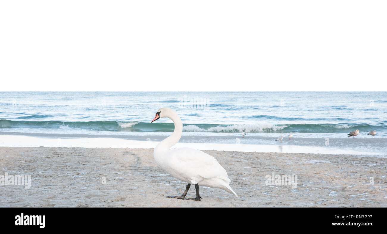 Swan, beach and water Stock Photo - Alamy