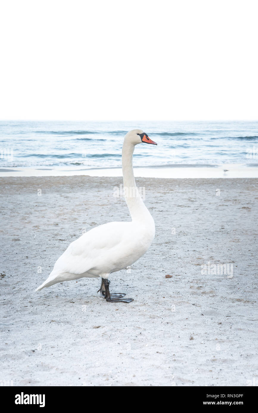 Swan, beach and water Stock Photo - Alamy
