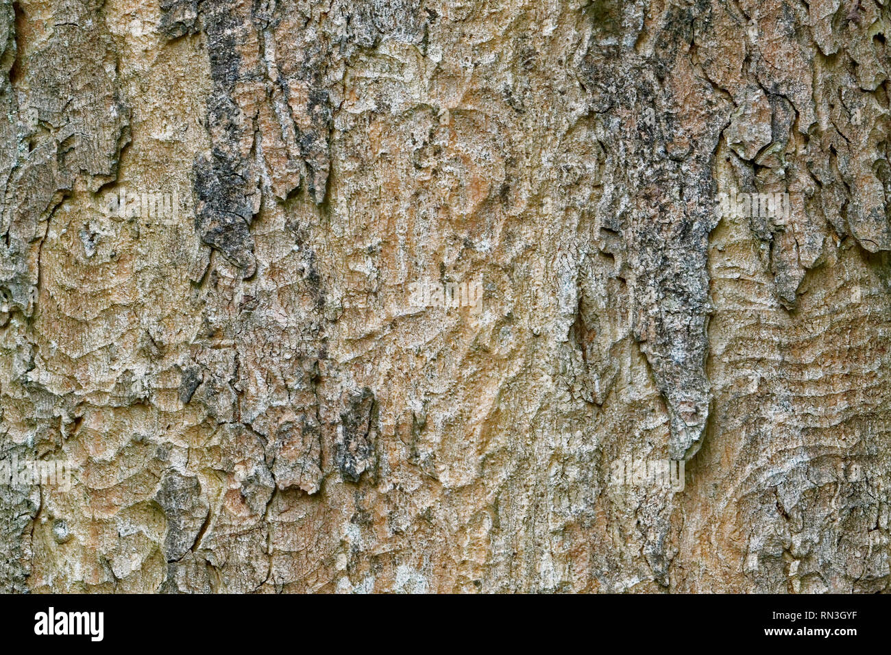 Abstract old wood tree bark texture background Stock Photo - Alamy