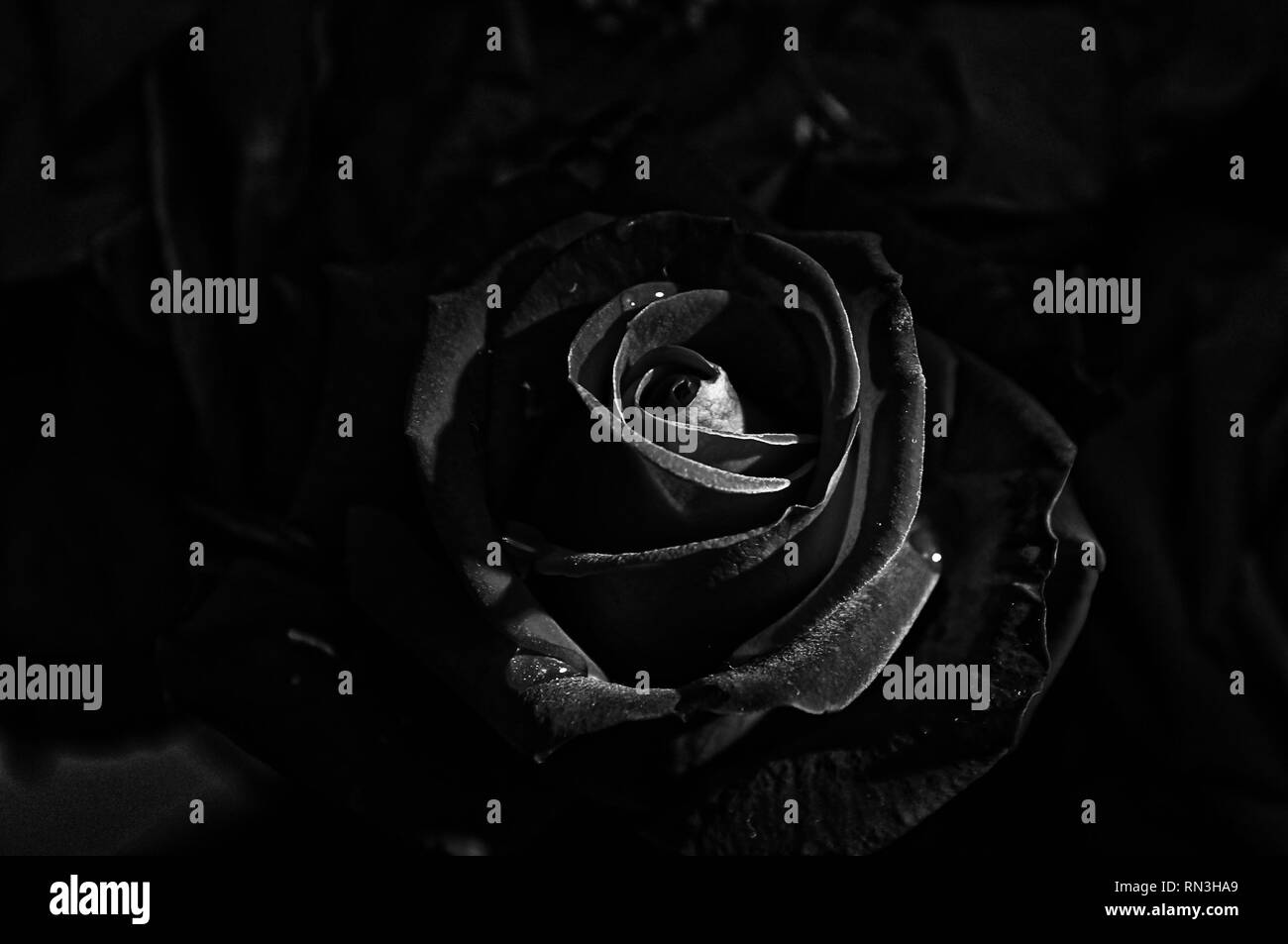 Black Rose High Resolution Stock Photography and Images - Alamy