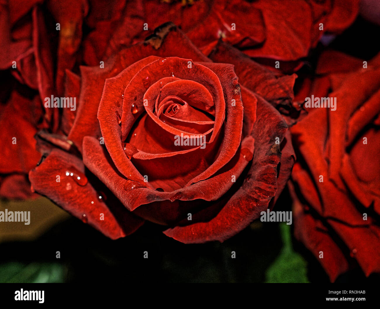 Gorgeous flower - fresh red rose in a bouquet Stock Photo - Alamy