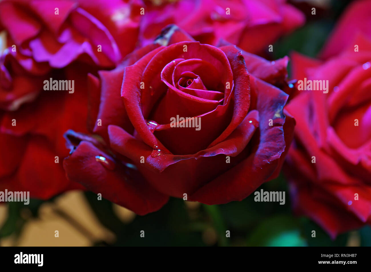Maroon petals hi-res stock photography and images - Alamy