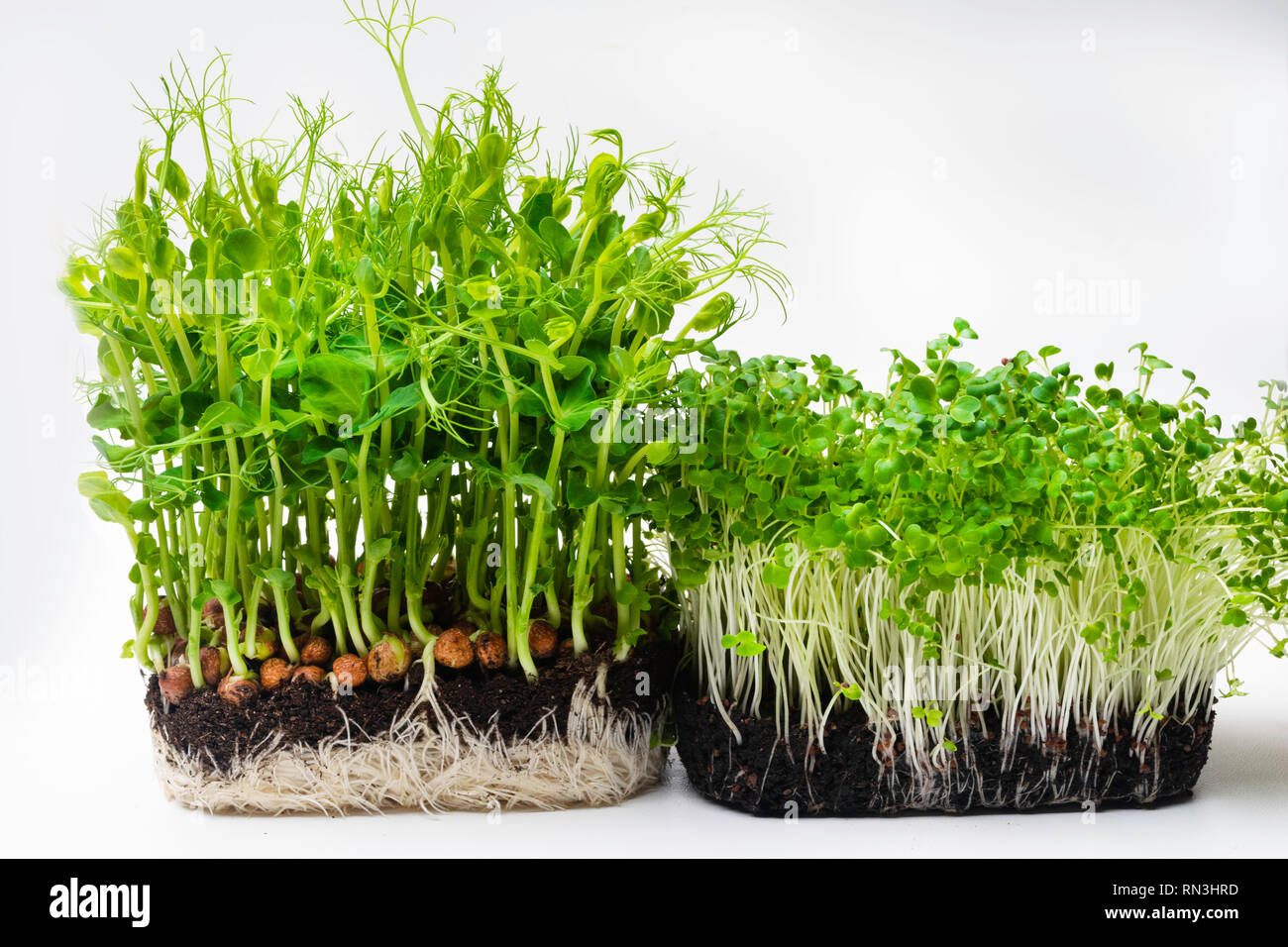 A microgreen is a young vegetable green. A microgreen or Sprouts are ...