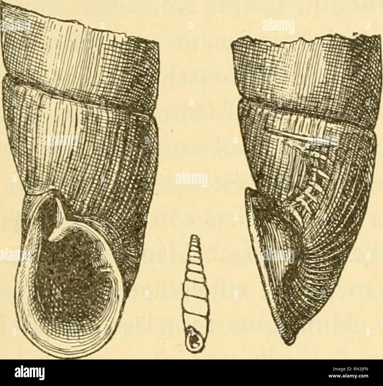 Nackenkamm High Resolution Stock Photography and Images - Alamy