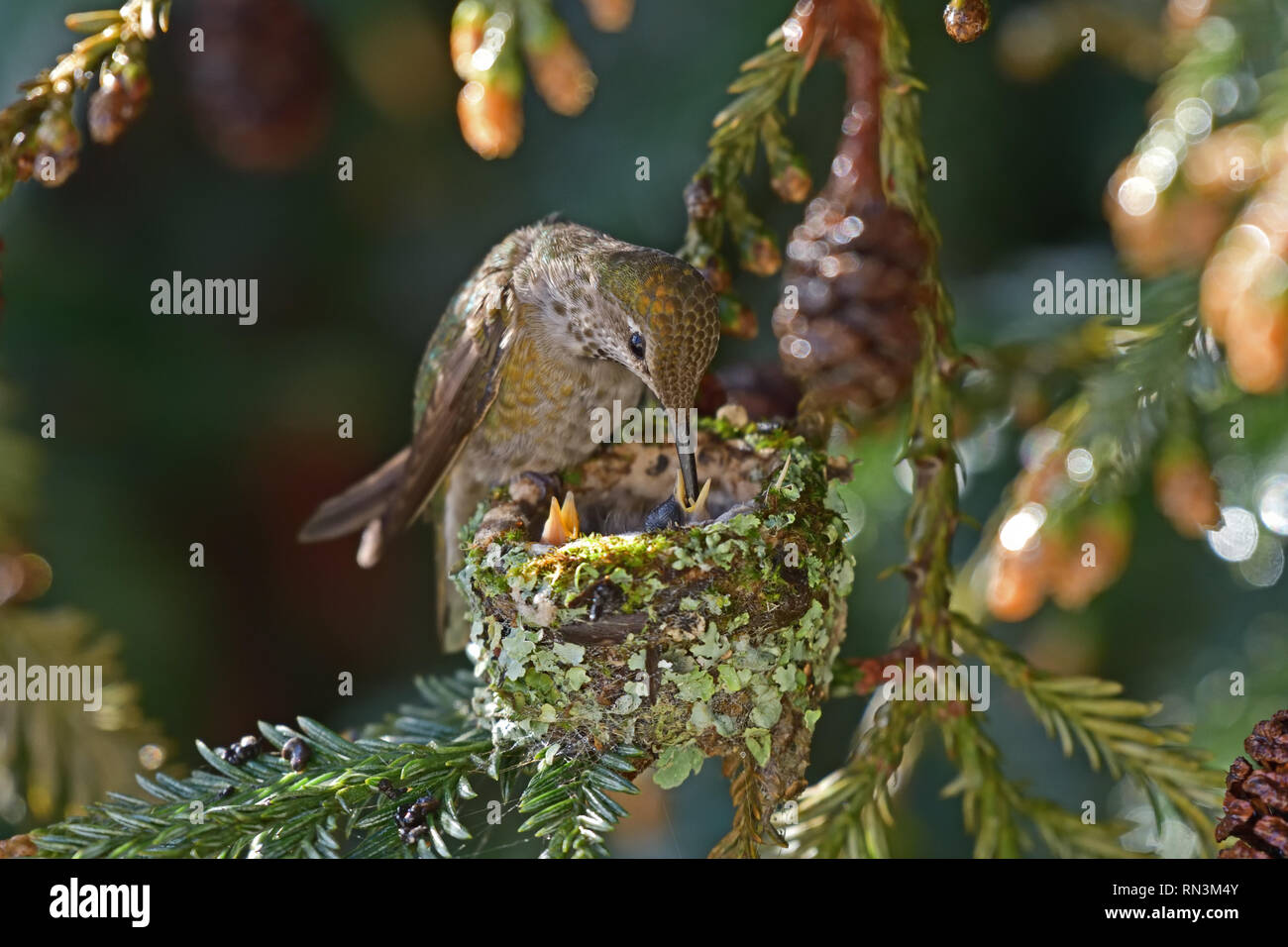 Anna's Hummingbird Feeding Chicks Stock Photo - Alamy